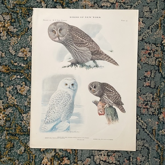 Vintage | Art | Antique Owl Bird Print Original Snowy Owl Grey Owl ...